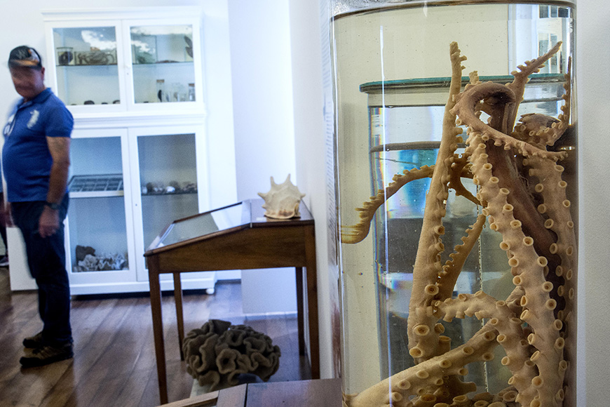 SIARAM :: Circuito de História Natural do Museu Carlos Machado